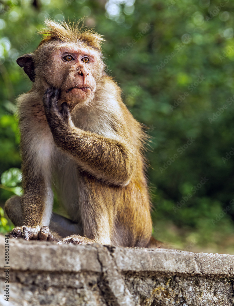 Monkey siting Sri Lankan Monkeys At Yala National Park Stock Photo ...