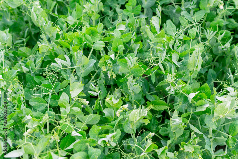 young green pea plants in the ground on the field. vegetable pea plant ...