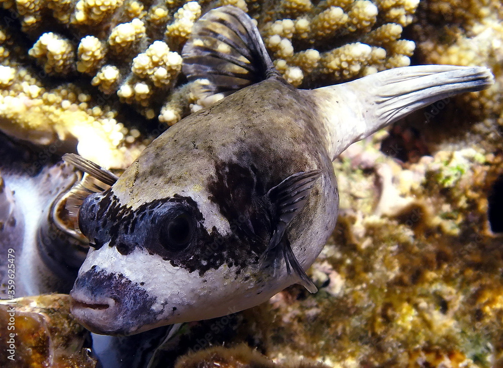 Masked puffer. Fish - a type of bone fish Osteichthyes. Pufferfish ...