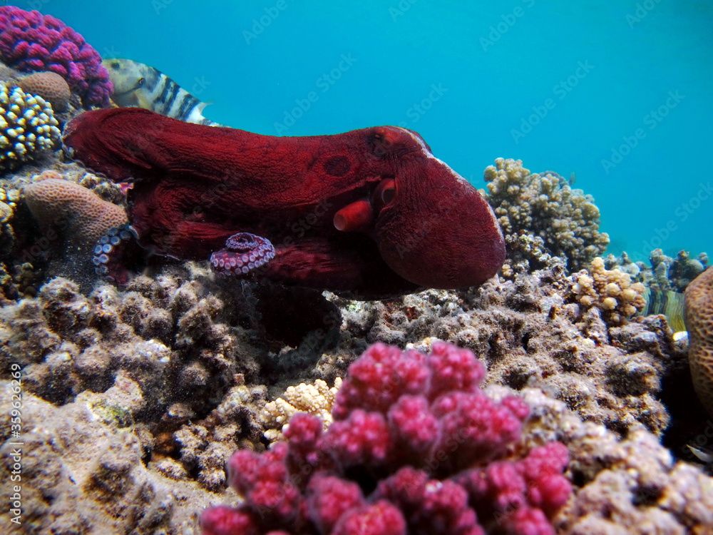 Octopus. Big Blue Octopus on the Red Sea Reefs. Stock Photo | Adobe Stock