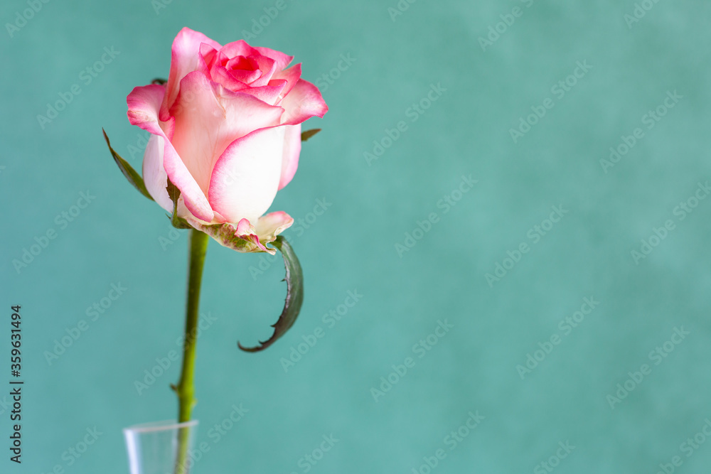 horizontal still-life with copyspace - single fresh white and red rose ...