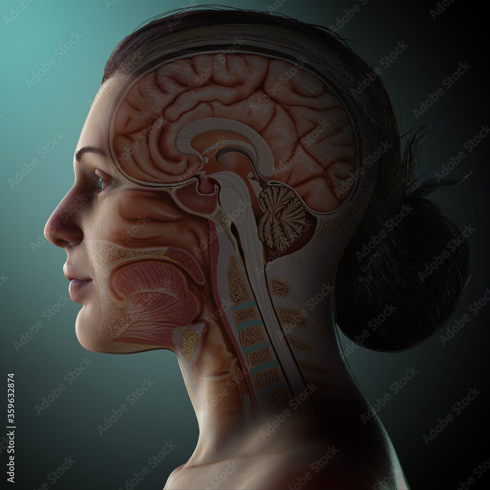 3d rendered medically accurate illustration of a female head anatomy ...