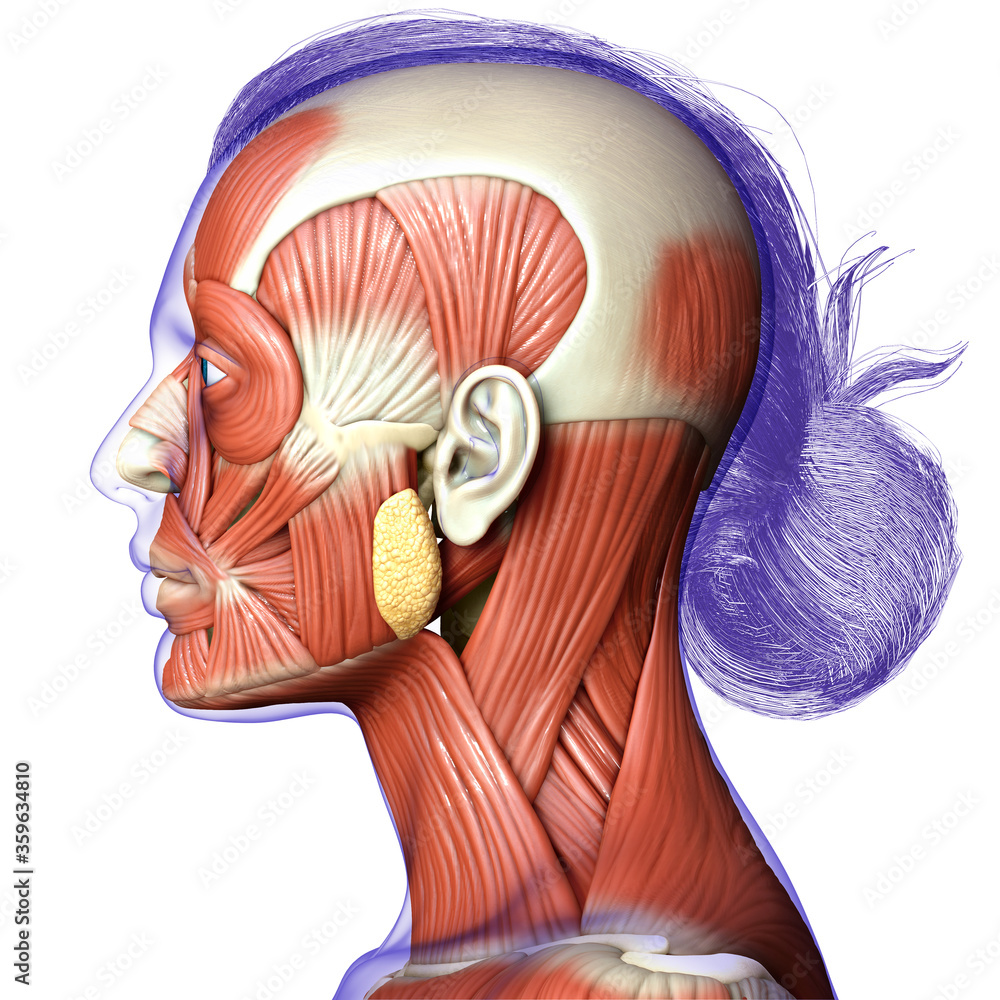 3d rendering medical illustration of Female head anatomy for education ...