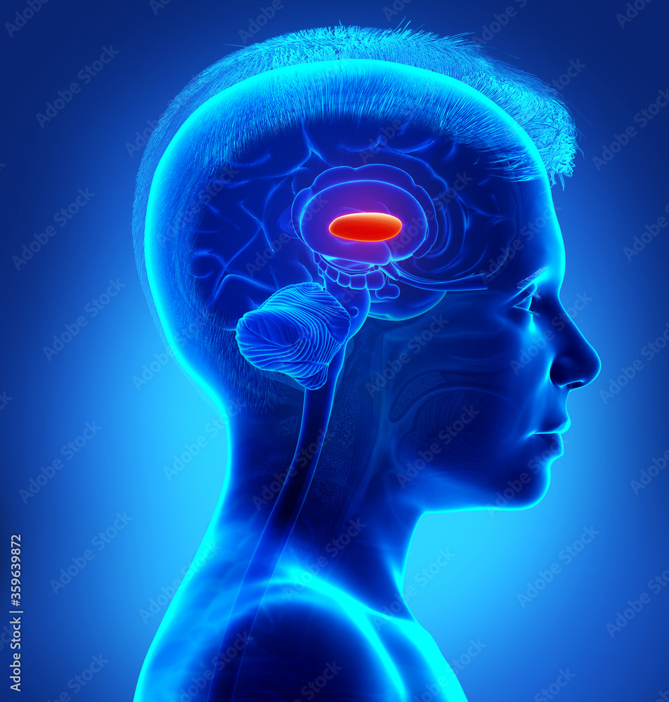 3d rendered medically accurate illustration of a young Boy brain ...