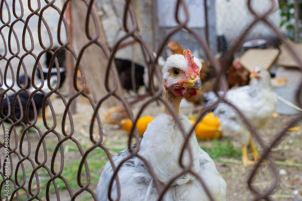 young white chicken with neck without feathers looks through the wire ...