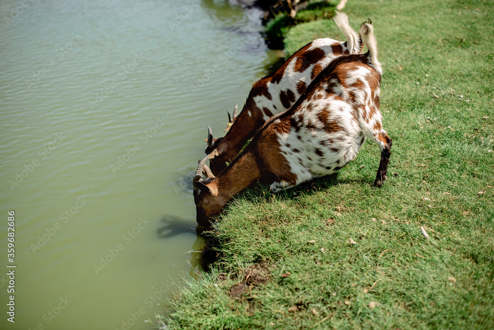 Goats drink water from the lake. Young goat on the meadow near the lake ...