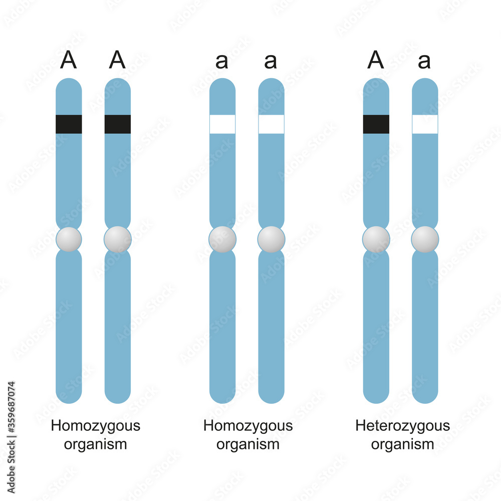 Difference Between Homozygous and Heterozygous. Genotype of a diploid ...