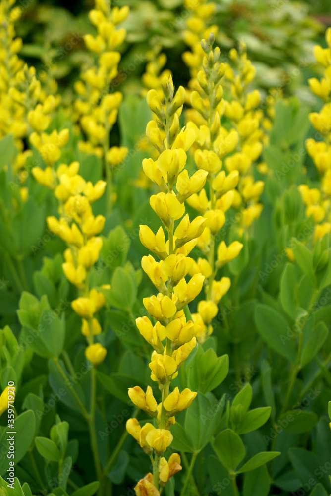 Vertical image of 'Screaming Yellow' (or 'Screamin' Yellow') yellow ...