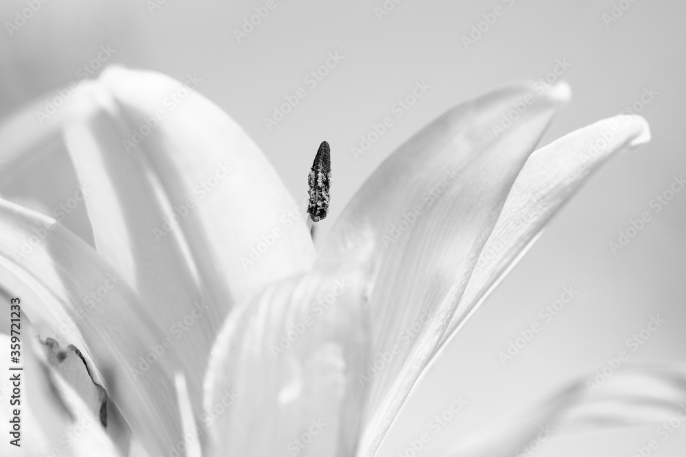 Black and white lily flower close up shows macro view of stamen in ...