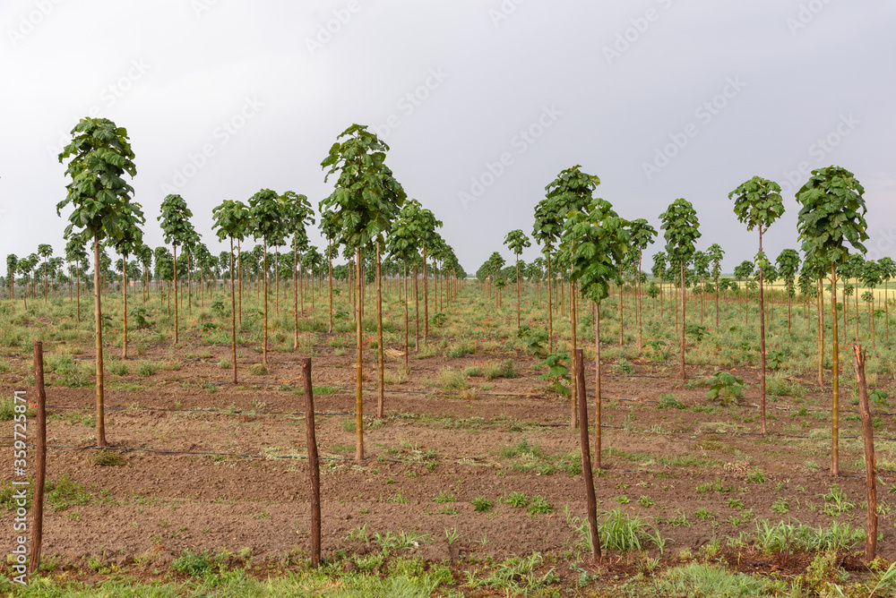 Pretty woodland, paulownia tree plantation. Growing paulownia tree ...