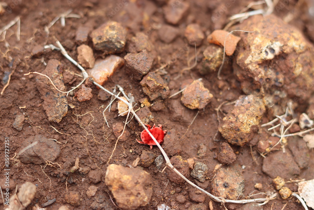 Red Velvet mite. These arthropods spend the major part of the year ...