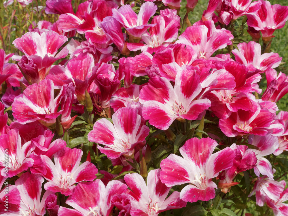 (Godetia clarkia) Godétia ou fleur de satin aux pétales en forme d ...