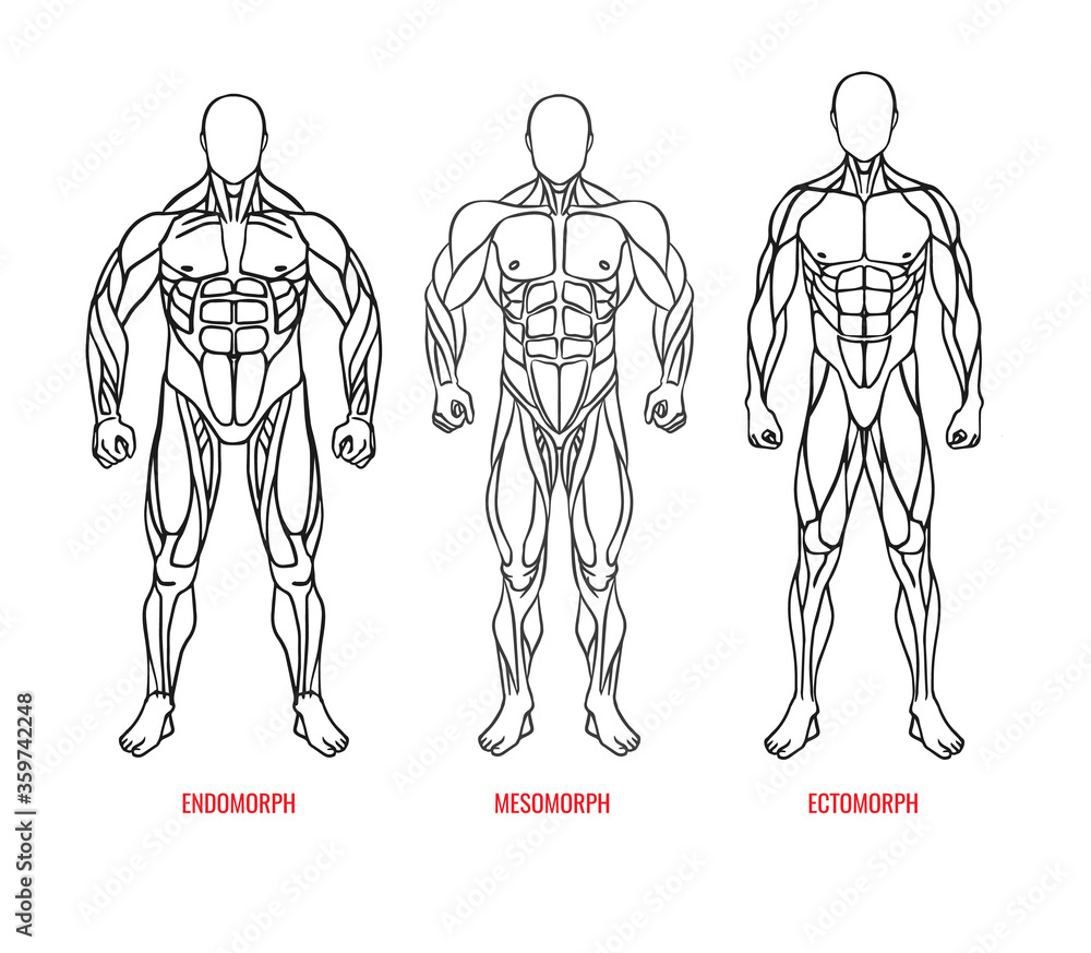 Men body types diagram with three somatotypes vector illustration ...