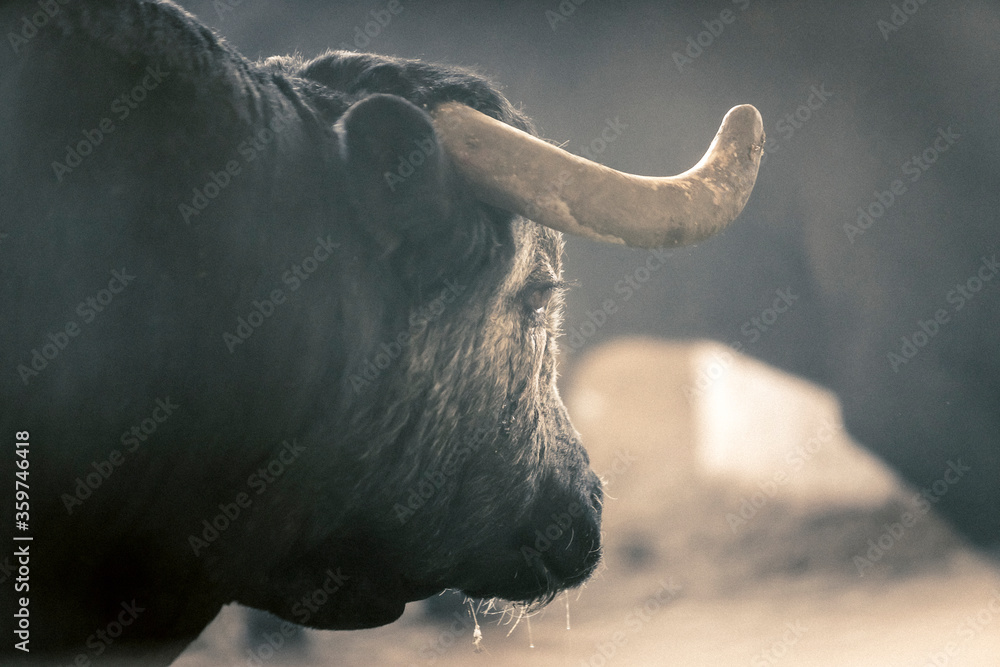 Castrated bull used in bullfighting arenas for leading other bulls in ...
