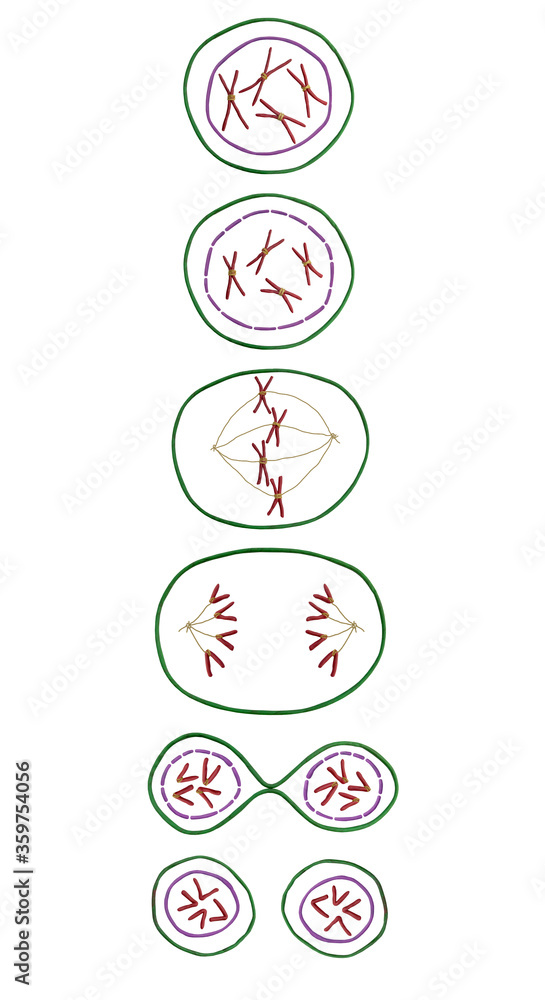 Model of mitosis Phases. Cell division Stock Illustration | Adobe Stock
