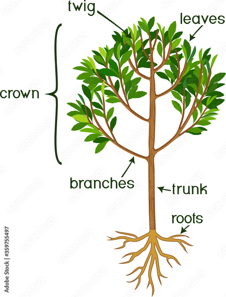 Parts of plant. Morphology of tree with green crown, root system and ...