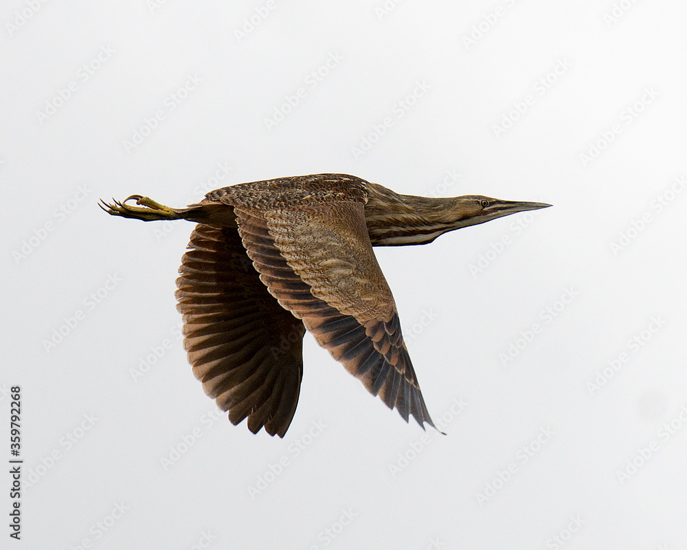 American Bittern bird Stock Photos. American bittern bird flying with a ...