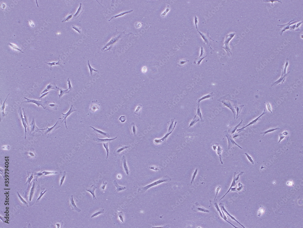 Homo sapiens (Human) Skin Fibroblast Cells (CRL-2522 cells) were ...