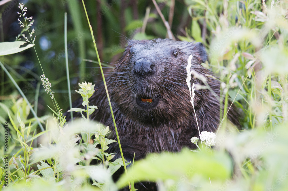 Beaver Stock Photos. Beaver face head close-up profile view. Eating by ...