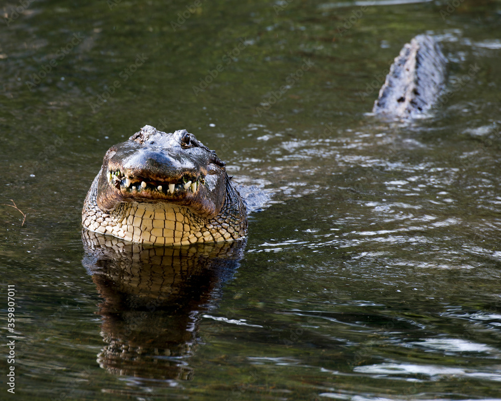 Alligator Stock Photos. Alligator head front close-up profile view in ...