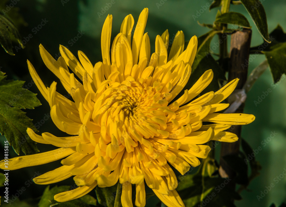 Yellow Football Mums