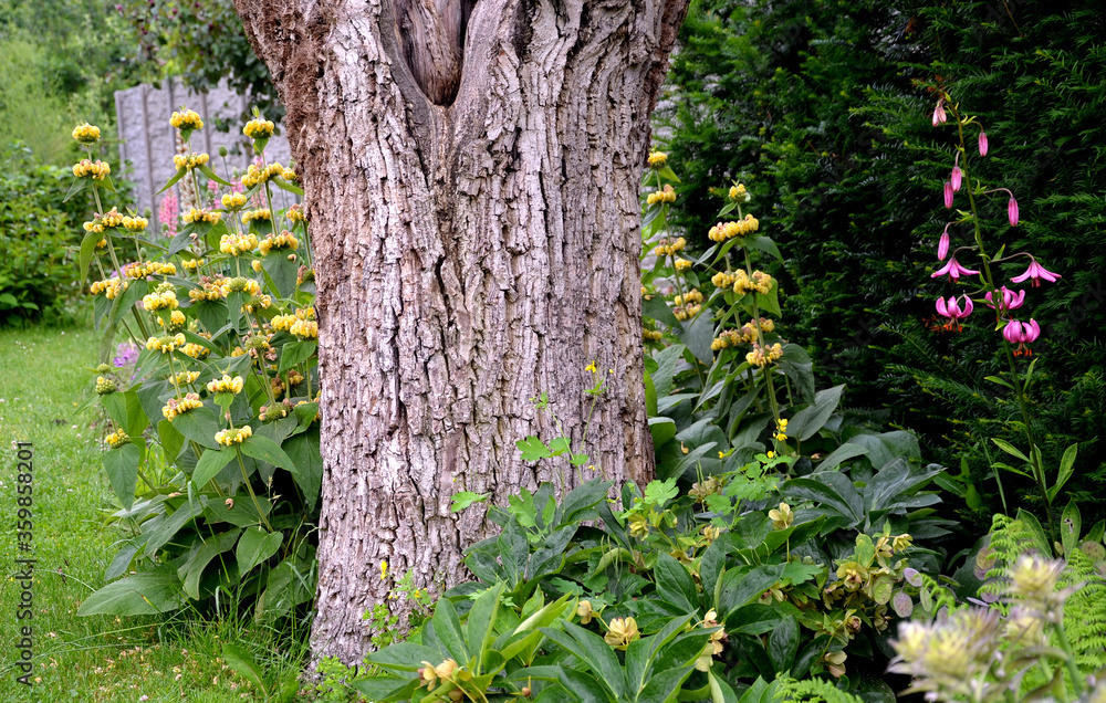 is an attractive, robust perennial with an exotic appearance thanks to ...