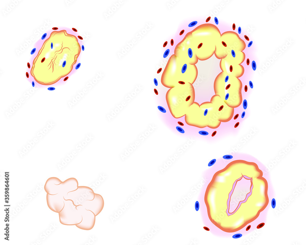 Ovulation chart. Female menstrual cycle Stock Vector | Adobe Stock