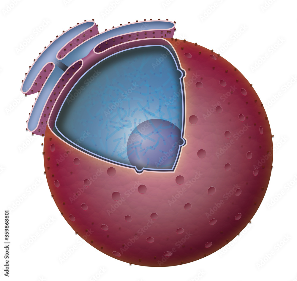 Structure of Nucleus Stock Illustration | Adobe Stock