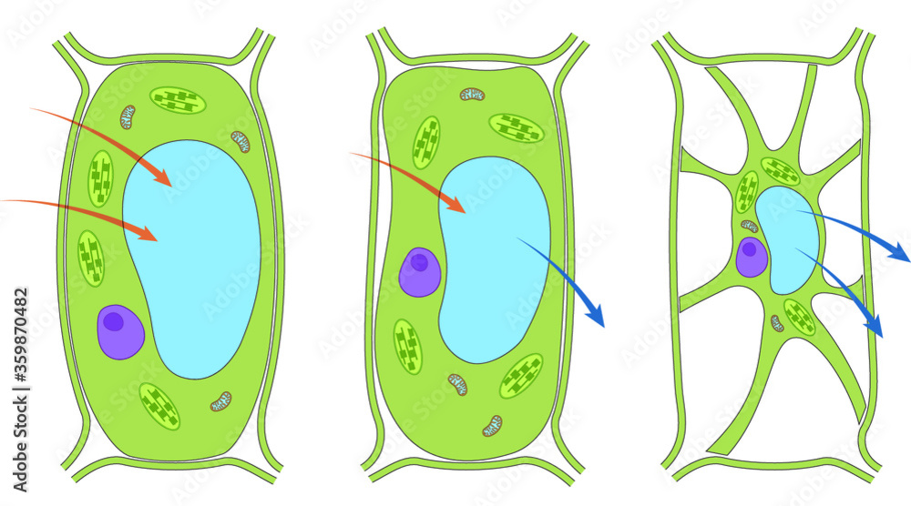 Osmosis In Plant Cells