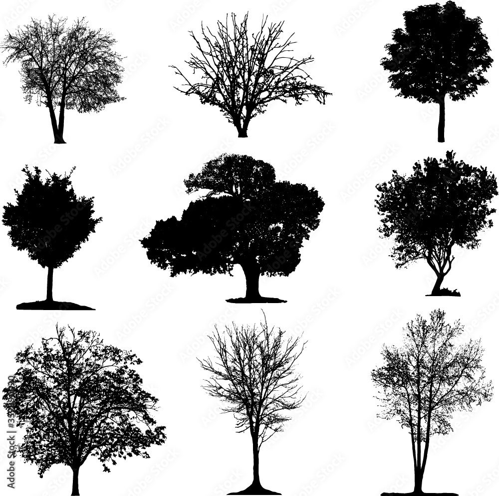 Trees silhouette collection Various isolated tree silhouettes on a ...