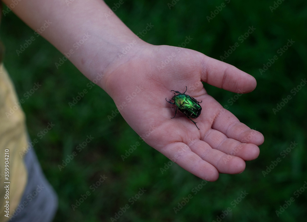 Big green beetle in the palm of my hand. The child's hands are on a ...
