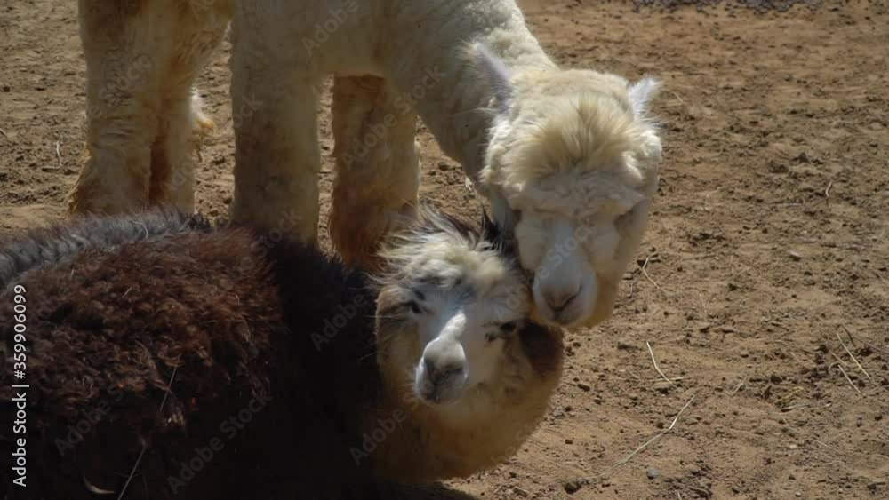 Two Lama. Llamas love each other. Tenderness of two animals. Animal ...