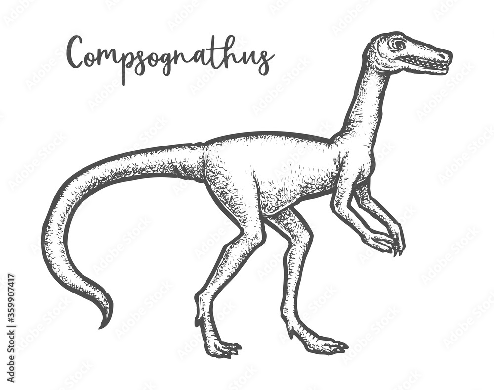 Compsognathus longipes dinosaur sketch. Dino vector illustration Stock ...