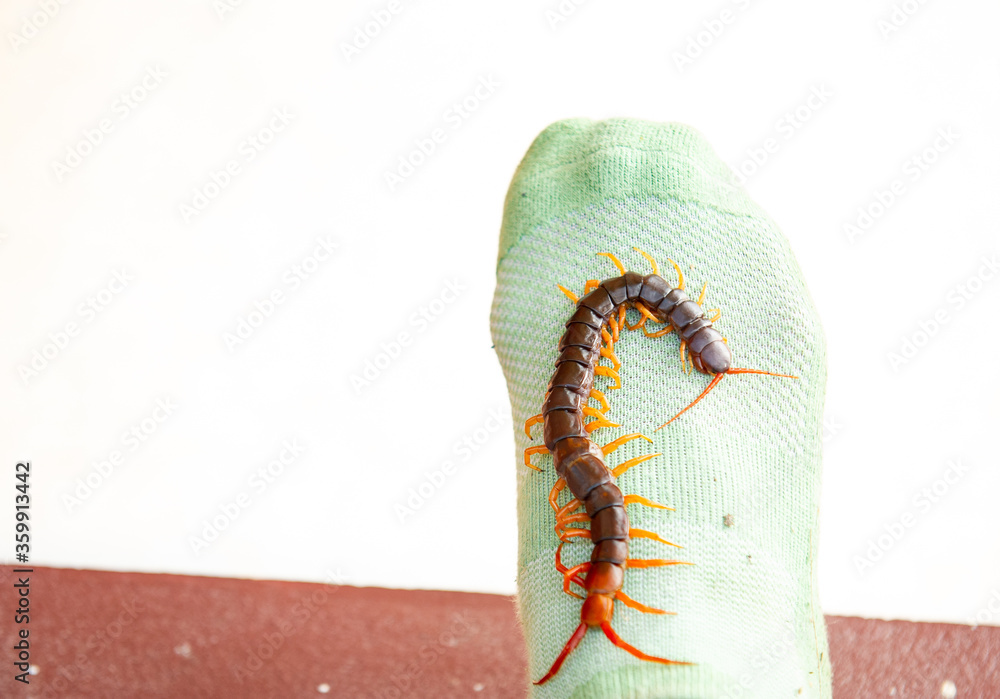 Centipede is a poisonous animal with many legs that can bite and ...