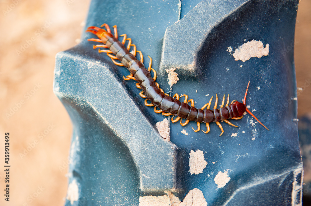 Centipede is a poisonous animal with many legs that can bite and ...