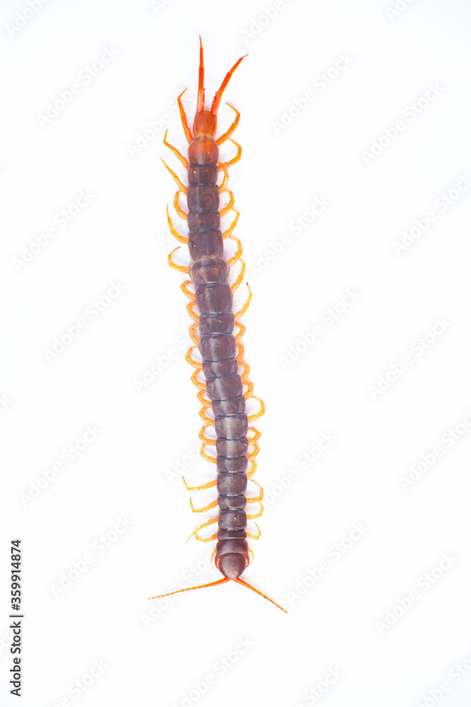 Centipede is a poisonous animal with many legs that can bite and ...