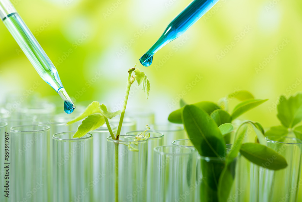 pipette dropping green sample chemical over young sample plant growing ...
