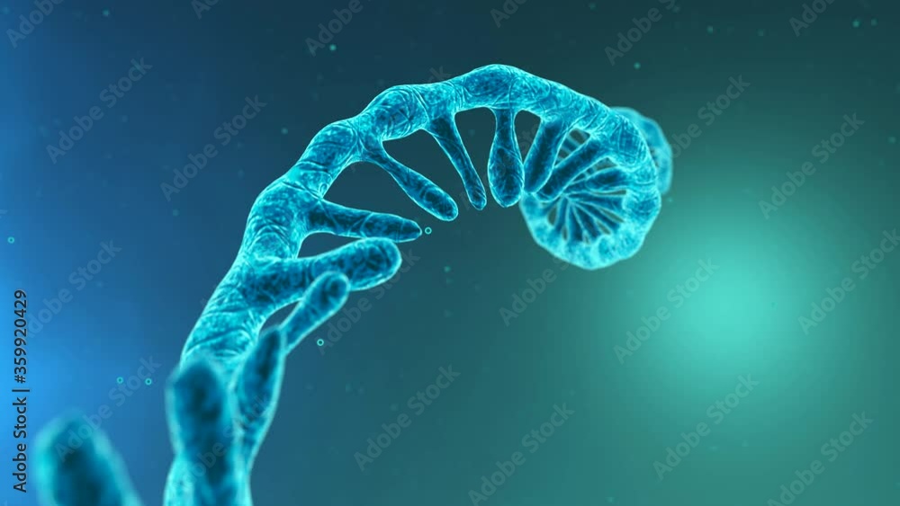 Single-stranded RNA genome. Coronavirus SARS-CoV-2. Endless loop 3D ...
