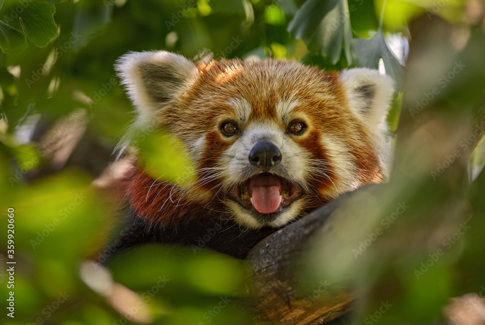Foto de Red Panda - Ailurus fulgens, popular small panda from Asian ...