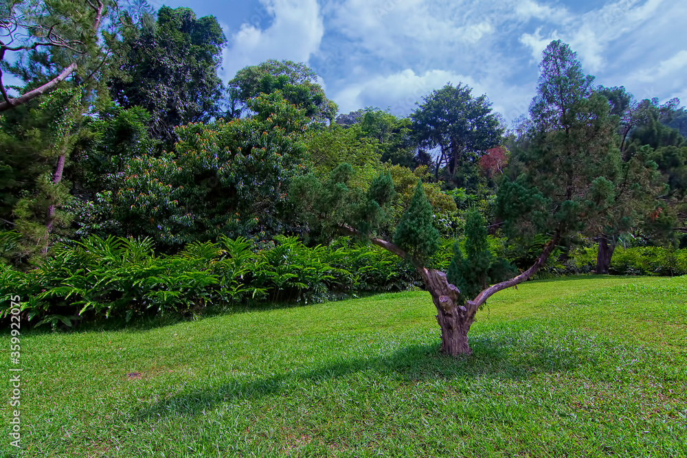 Greenery scene of trees with blue sky and clouds as background with ...