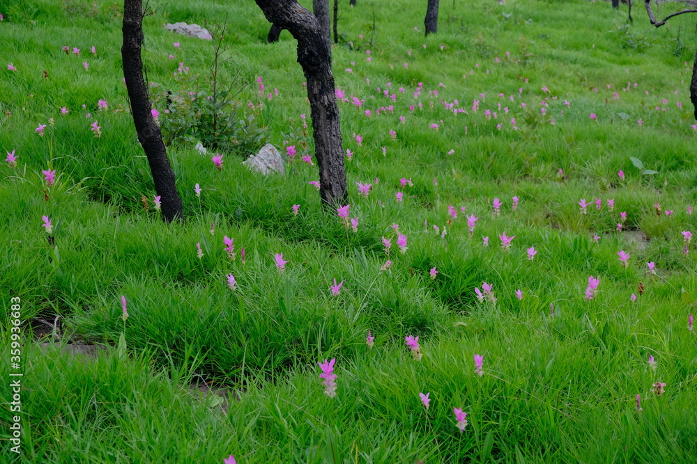 Krachiew Flower (Curcuma sessilis) or Siam tulips in Thai, the ...