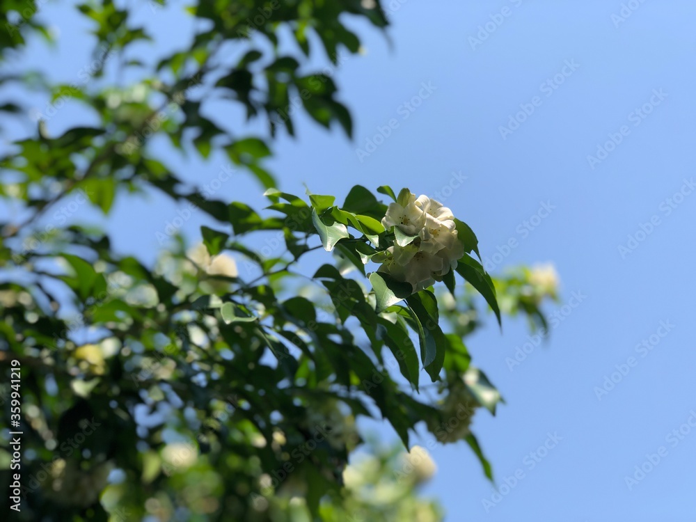 Beautiful green leaves of plants named Beautiful green leaves of plants named