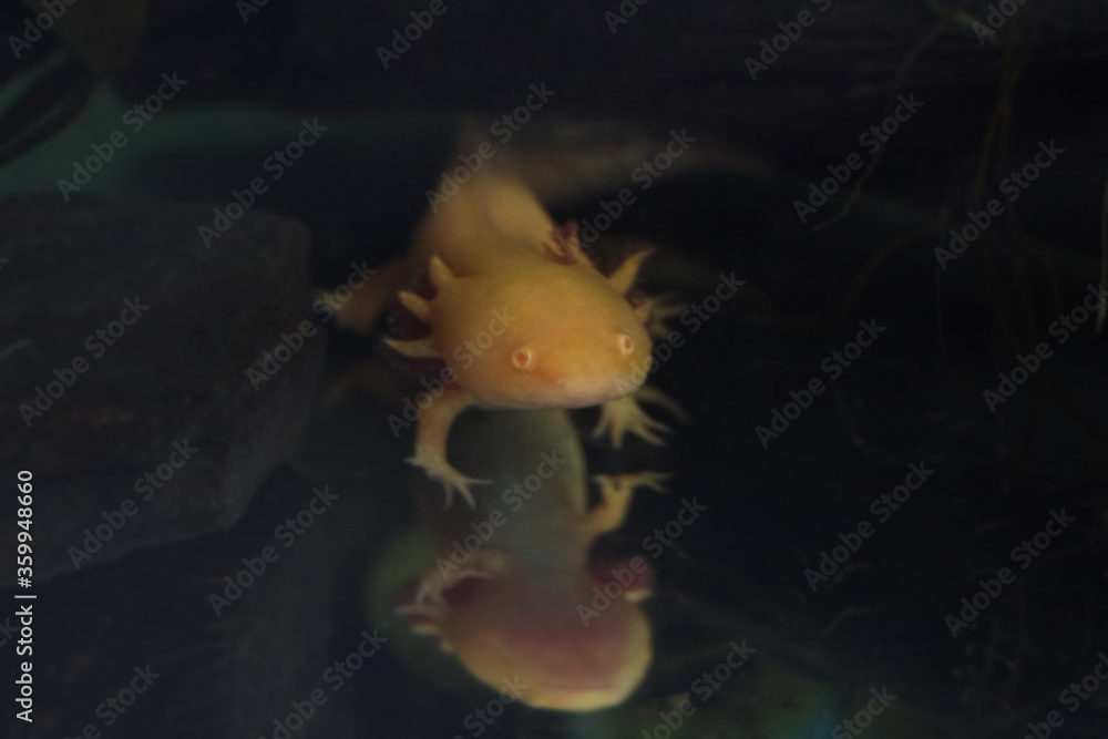 Rare Golden Mexican Axolotl Stock Photo | Adobe Stock