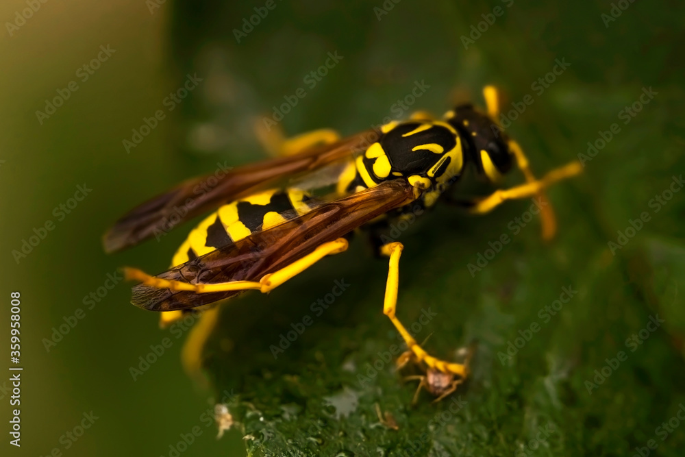 Foto de Wasp. Ultra macro photo. Wasp on a green leaf. Parts of the ...