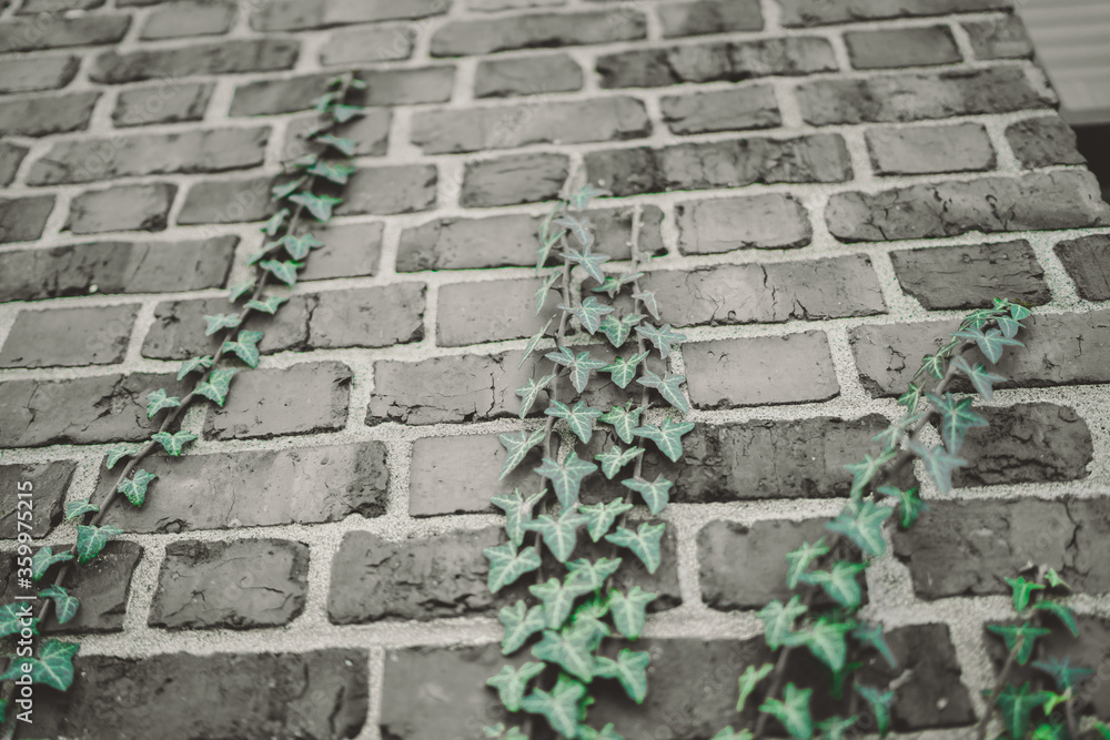 Black and white Vine on brick wall. Stock Photo | Adobe Stock
