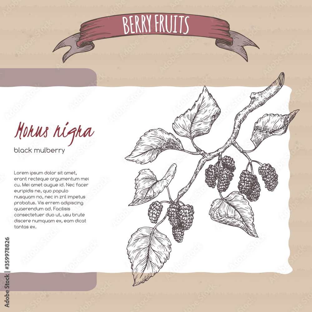 Black mulberry aka Morus nigra branch sketch on cardboard background ...