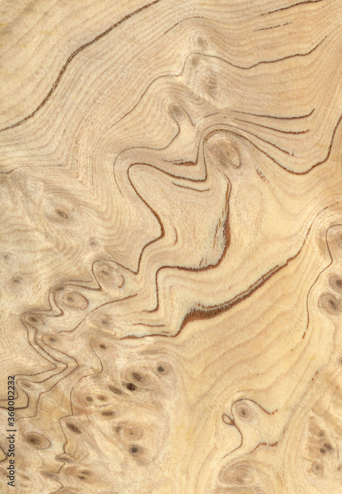 Macro photo of wood cross section Wood grain texture background Stock ...