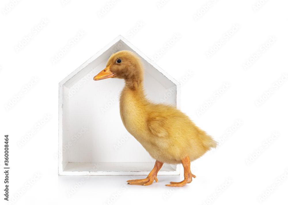 Ten day old Peking Duck chick, walking side ways in front of white ...