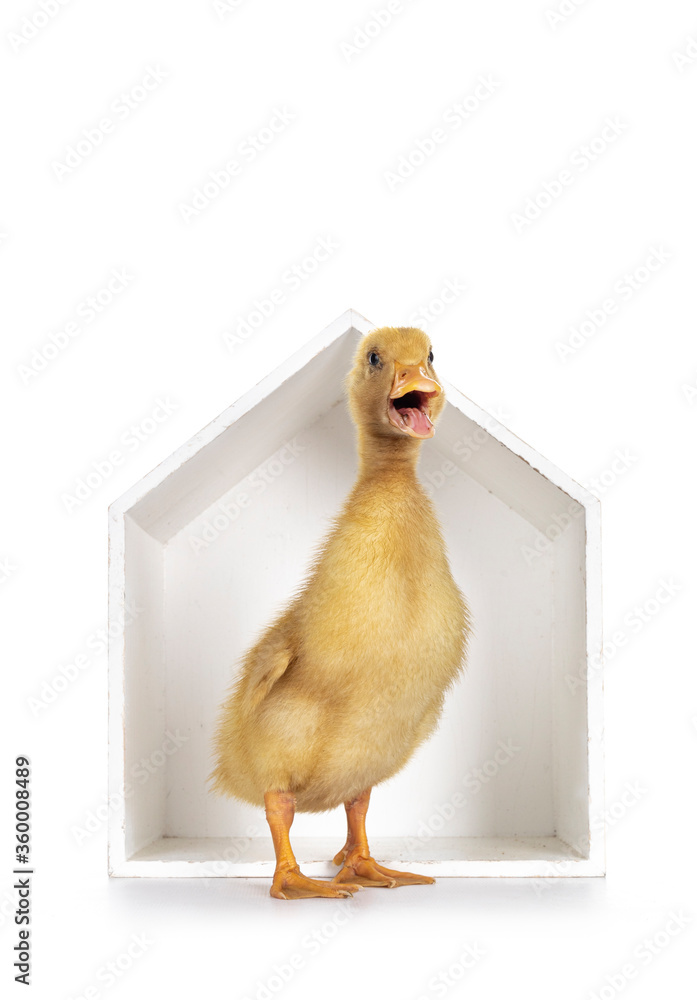 Ten day old Peking Duck chick, standing facing front in front of white ...