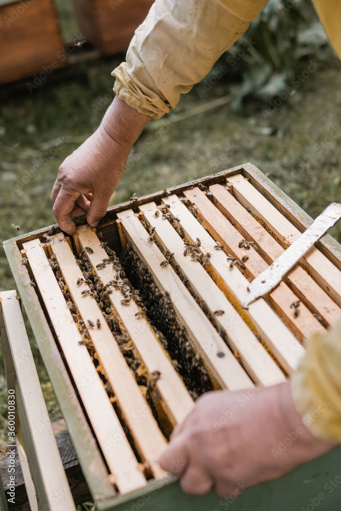 Beehive Stock Photo | Adobe Stock